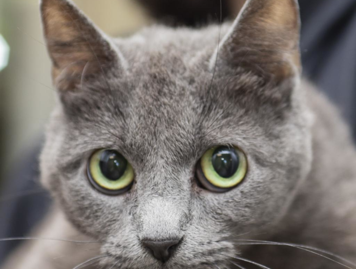 Adopt - Potter League For Animals - Potter League For Animals